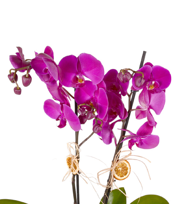 Konik Camda Mor Orkide