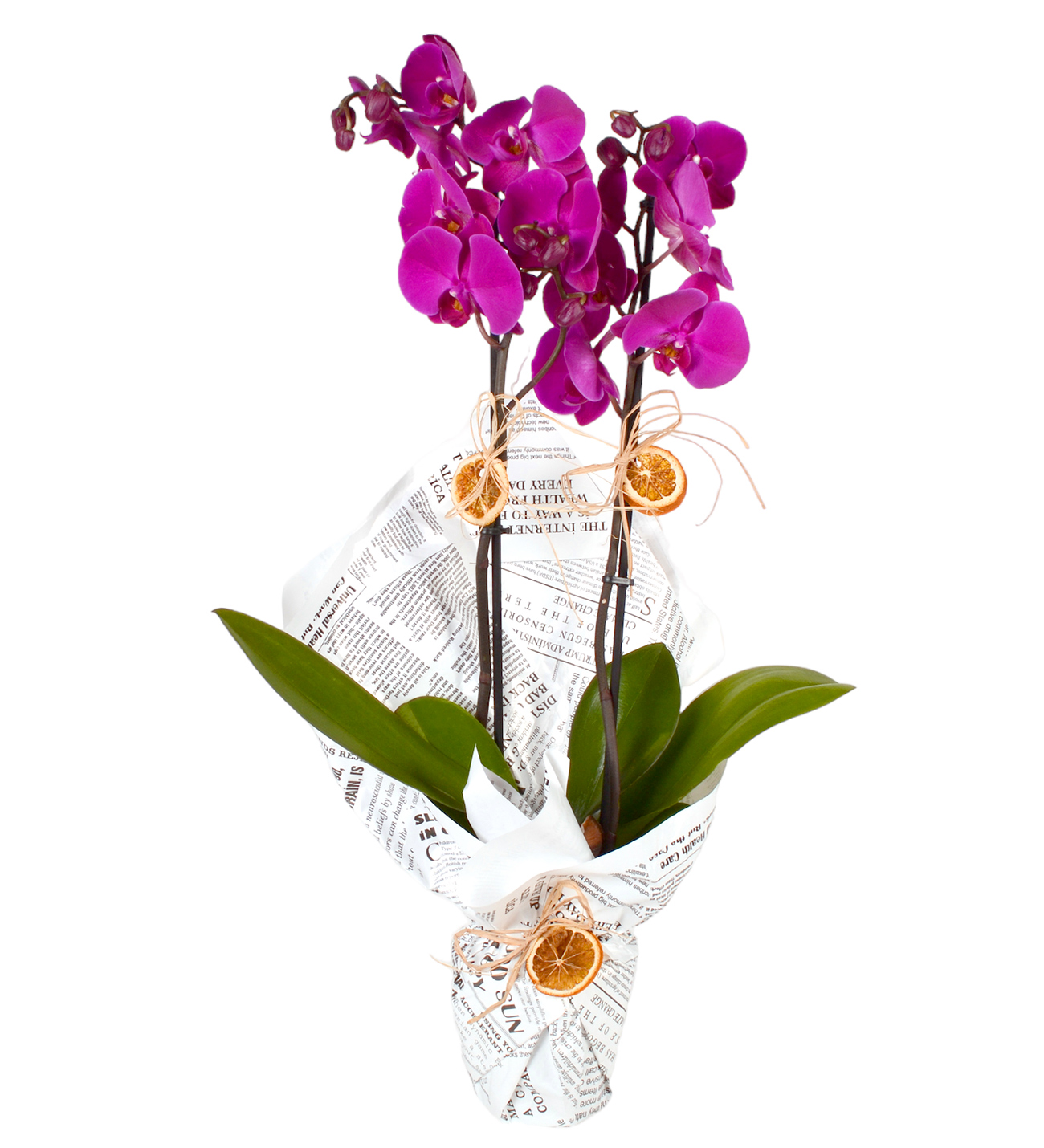 Multicolor 2 Dallı Mor Orkide