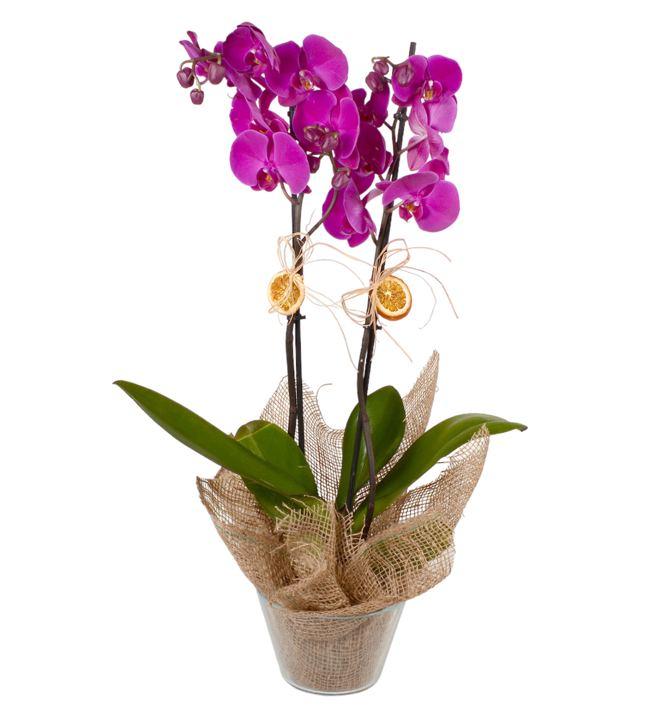 Konik Camda Mor Orkide