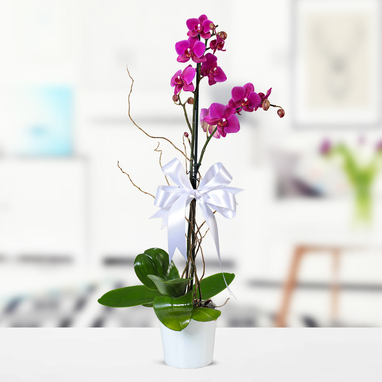 Mor Phalaenopsiz Orkide